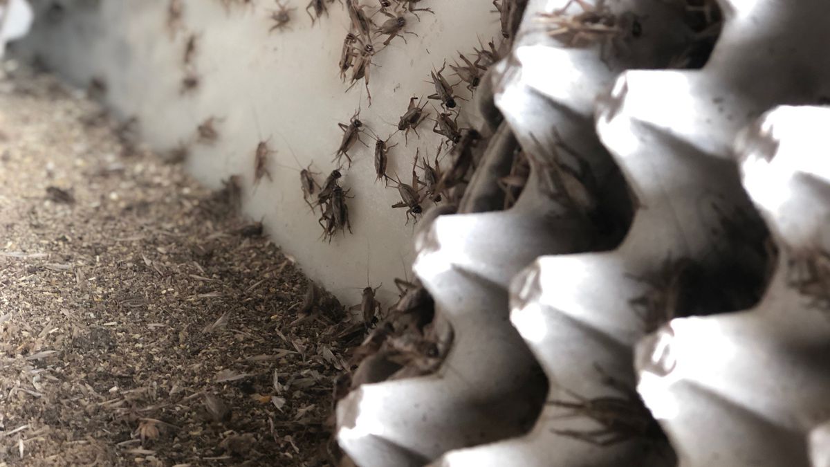 Organic Live Crickets | Large – Just Crickets